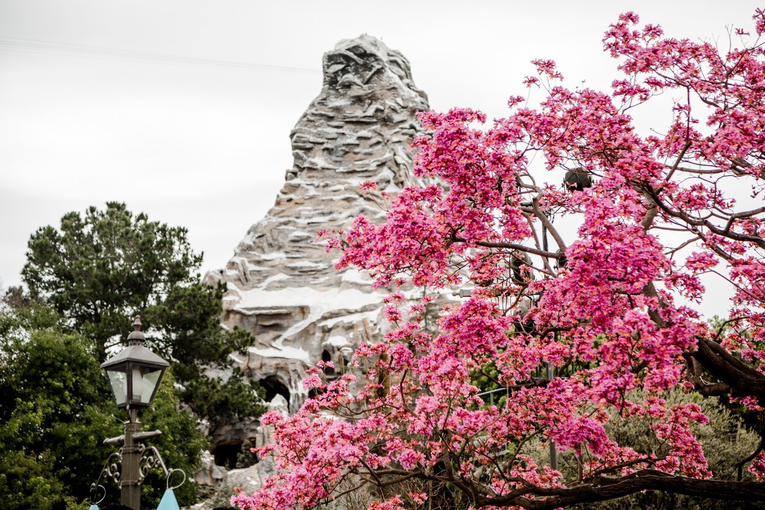 Spring Time At Disneyland - Kelsey Bang