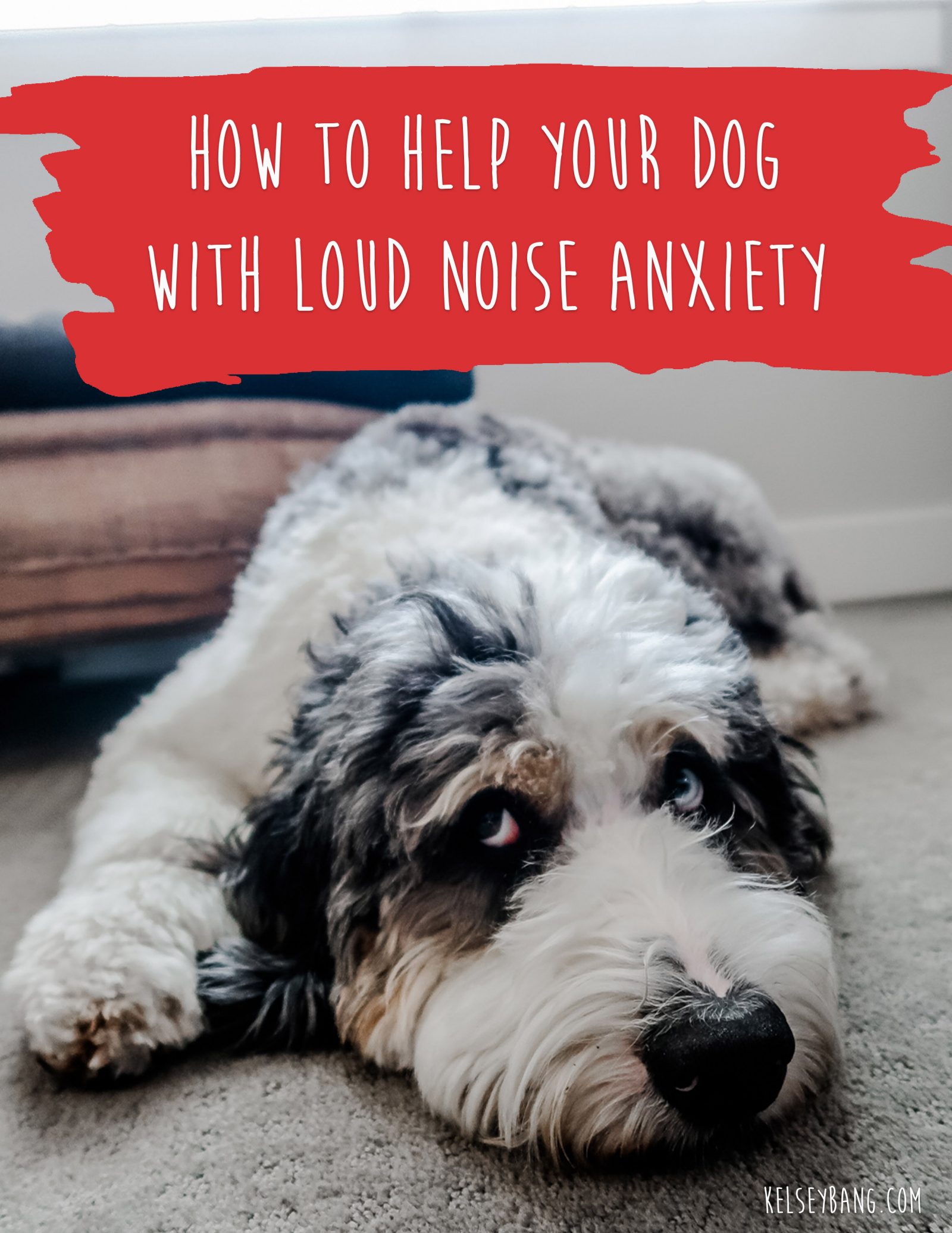 How To Help Your Dog Suffering From Loud Noise Anxiety - Kelsey Bang